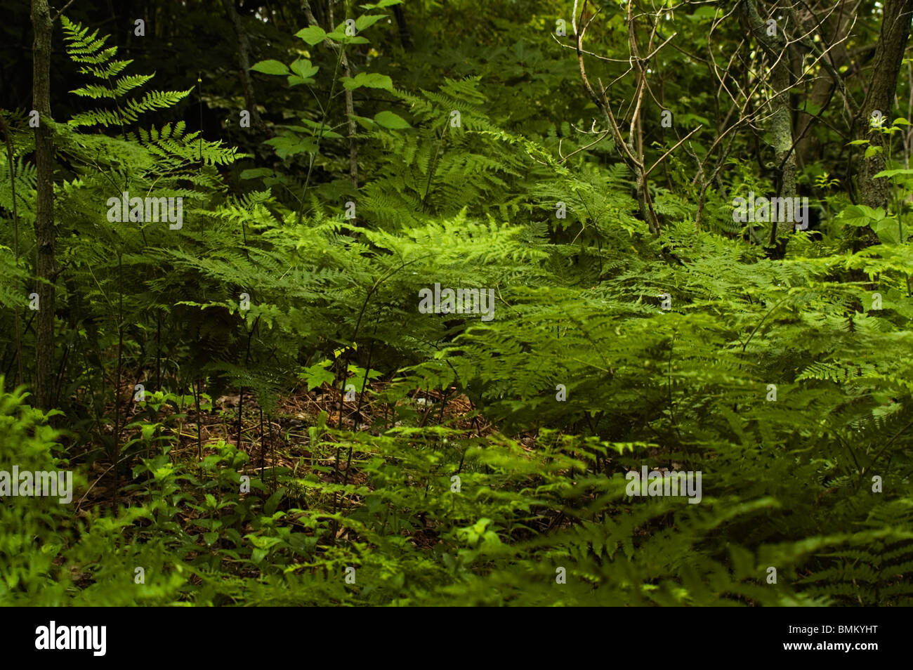 Wild ferns, Bracken, growing on a forest floor in Muskegon county ...