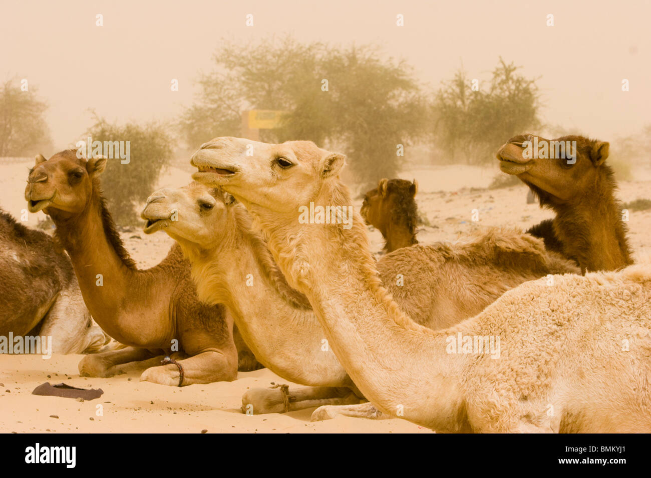 Mali, Timbuktu. Camels in the vicinity of Timbuktu Stock Photo - Alamy