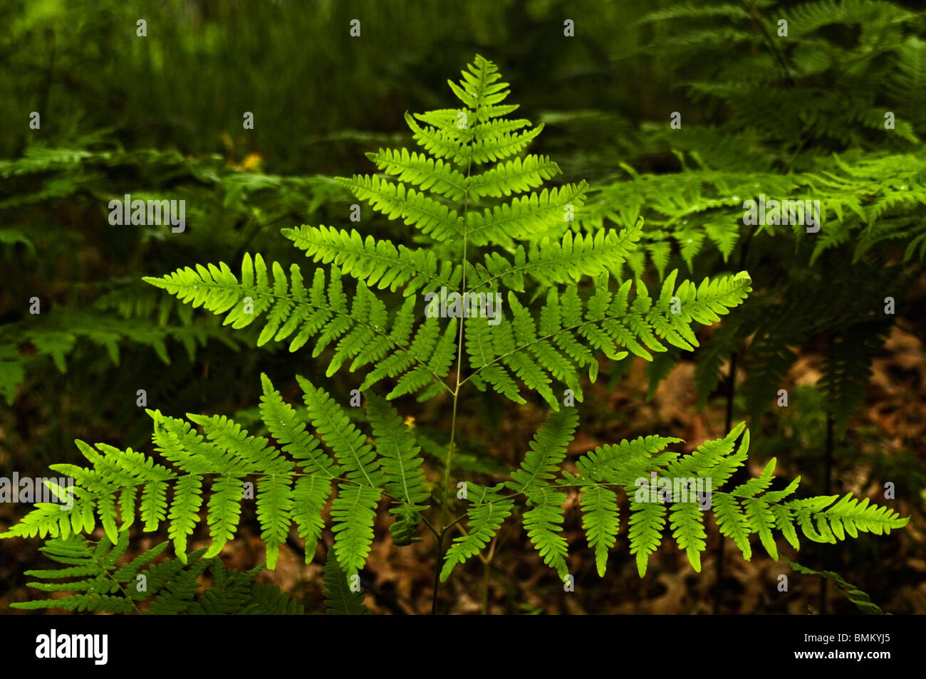 Ferns growing on forest floor hi-res stock photography and images - Alamy
