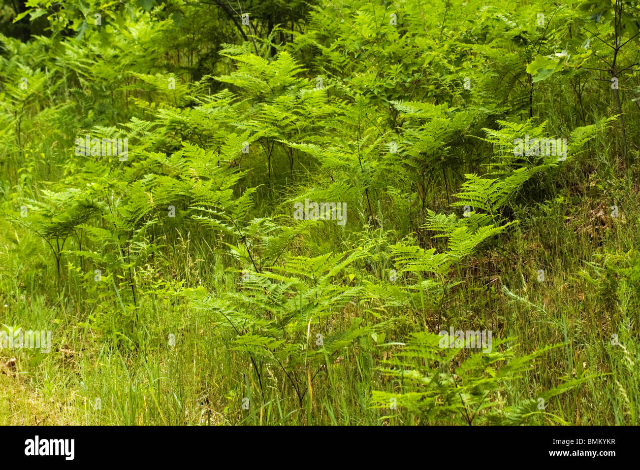 Ferns, Bracken, on a hillside at the edge of a Michigan forest Stock ...