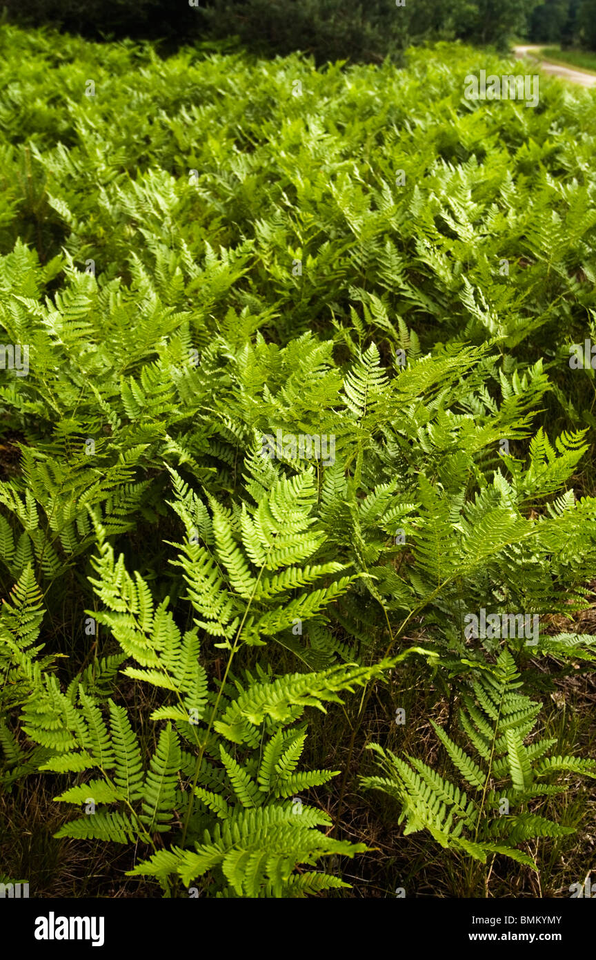 Bracken fern ferns hi-res stock photography and images - Alamy