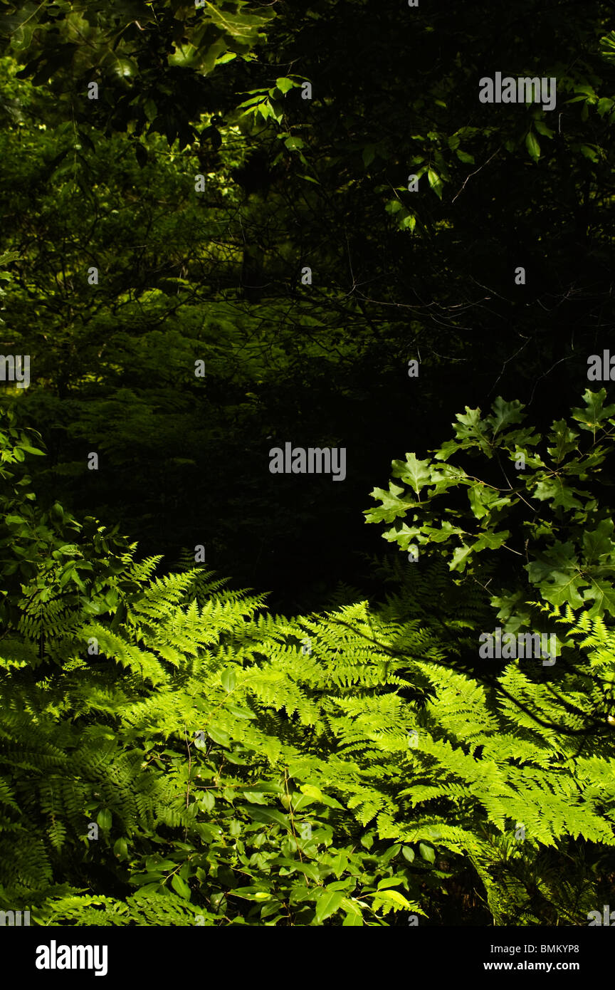Ferns and bracken hi-res stock photography and images - Alamy