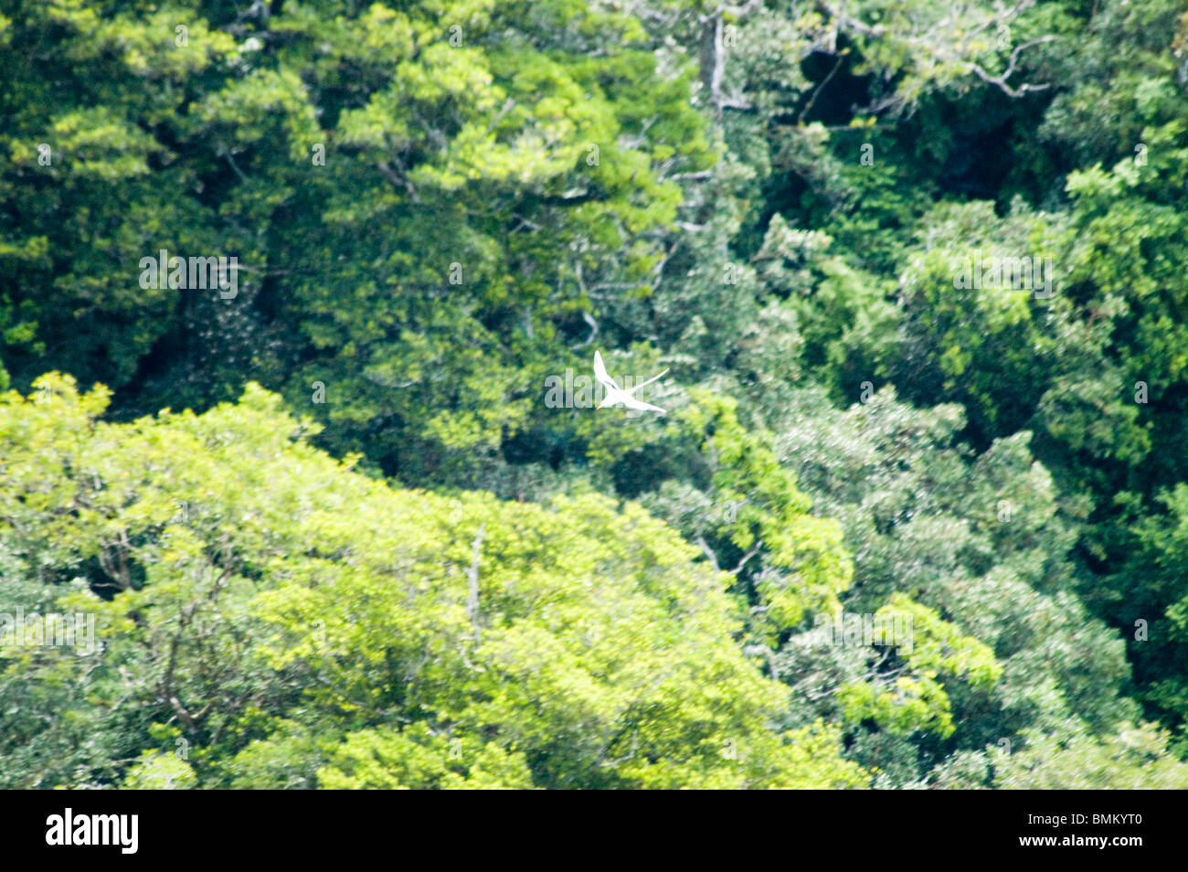 Mauritius kestrel hi-res stock photography and images - Alamy