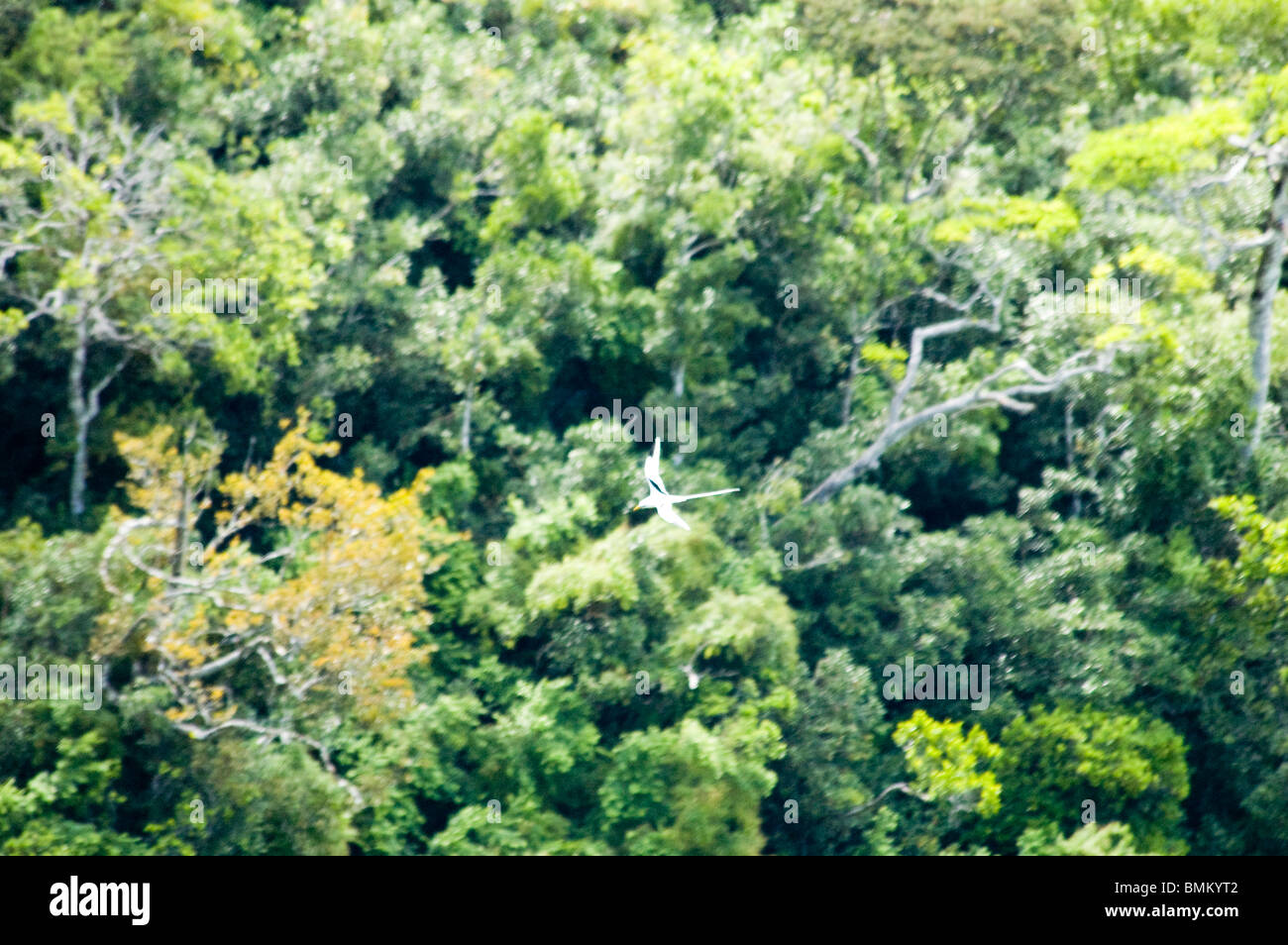 Mauritius kestrel hi-res stock photography and images - Alamy