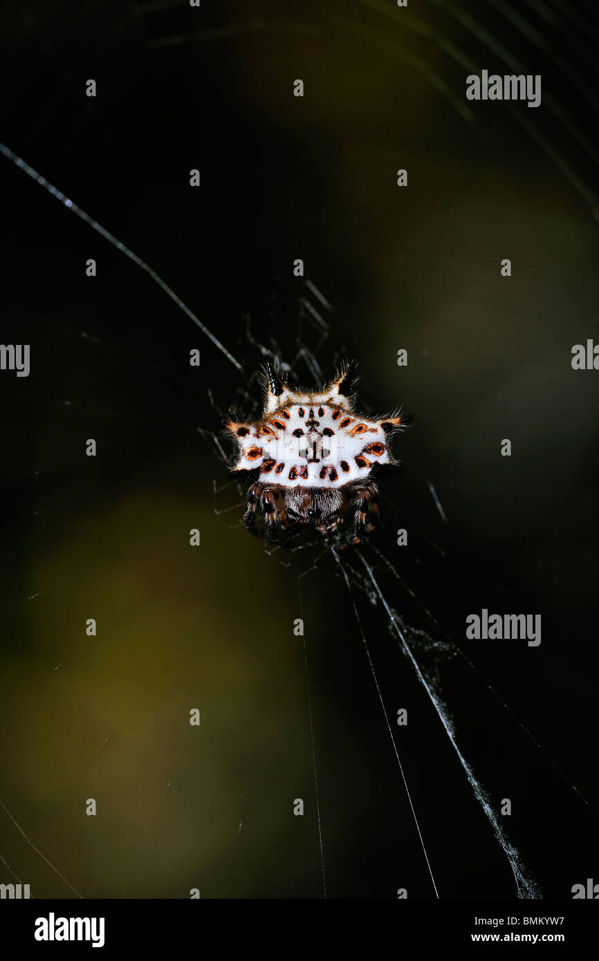 Spiny orb-weavers is a common name for Gasteracantha, a genus of ...