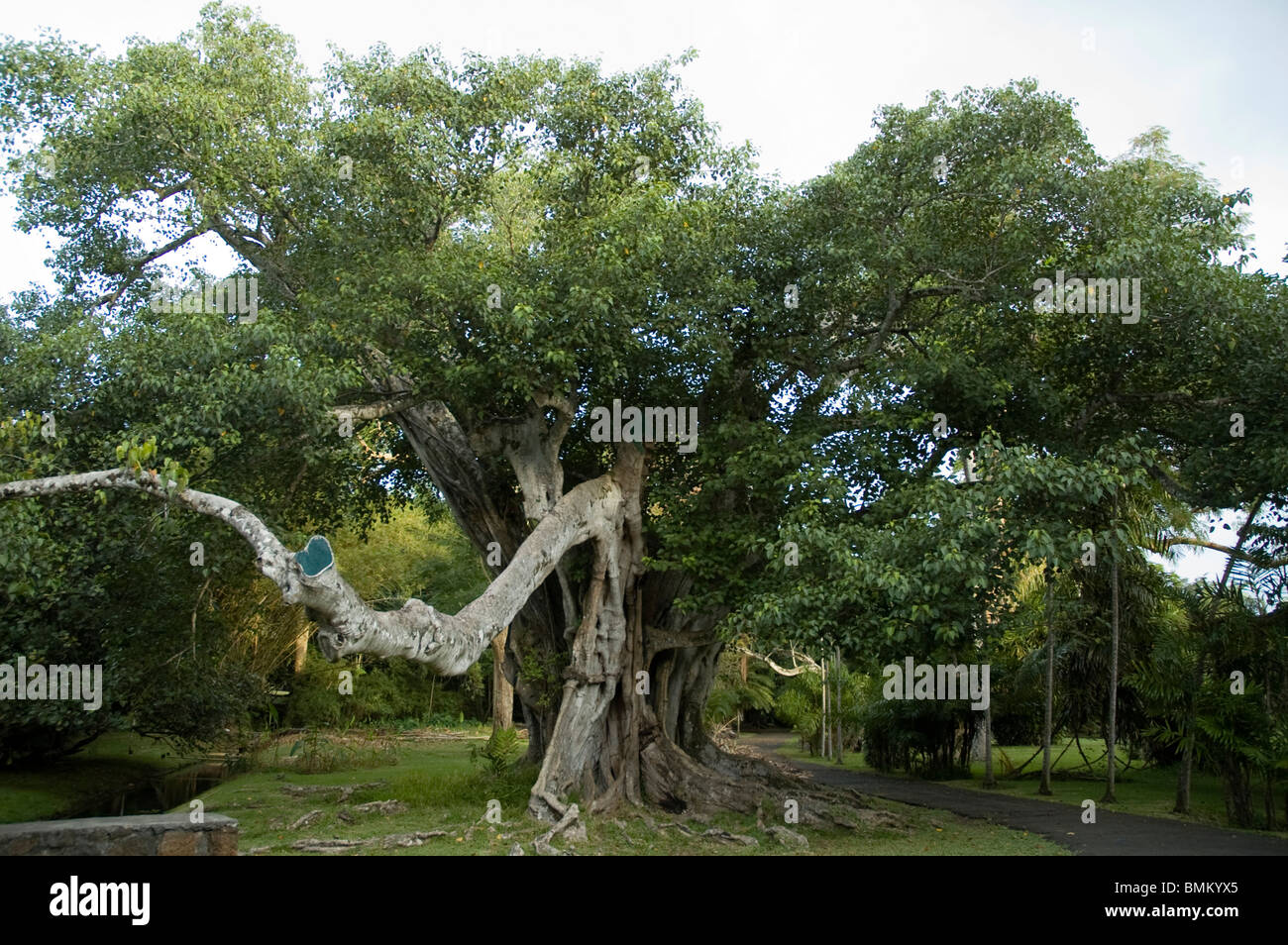 Sir seewoosagur ramgoolam hi-res stock photography and images - Alamy