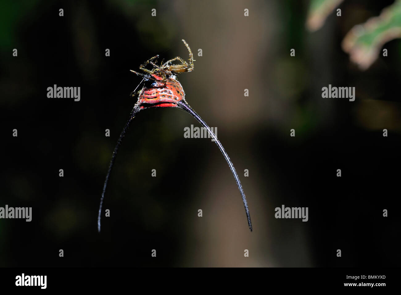 Long horn spider hi-res stock photography and images - Alamy