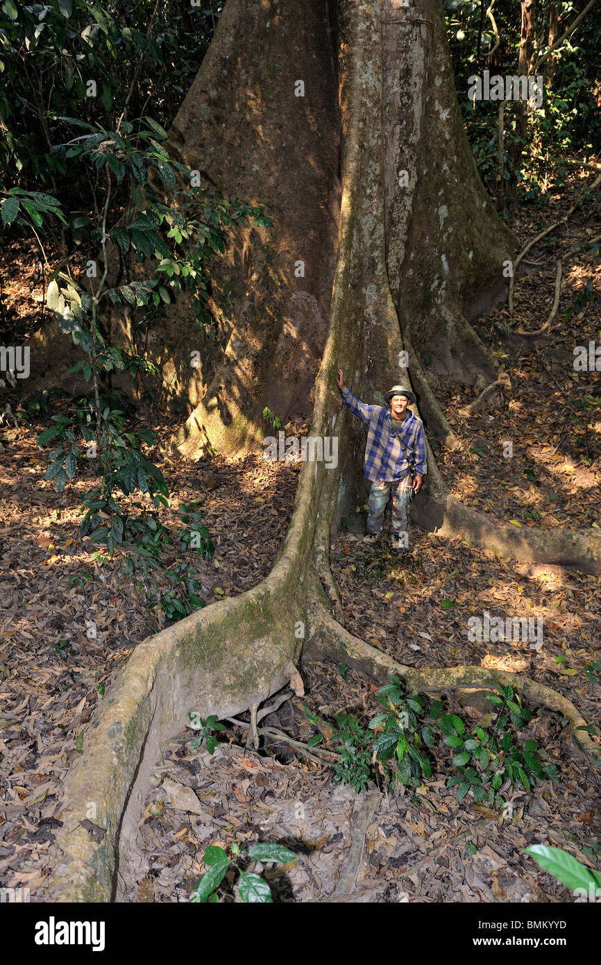 Park ranger near roots of giant tree in jungle of Thailand Stock Photo ...