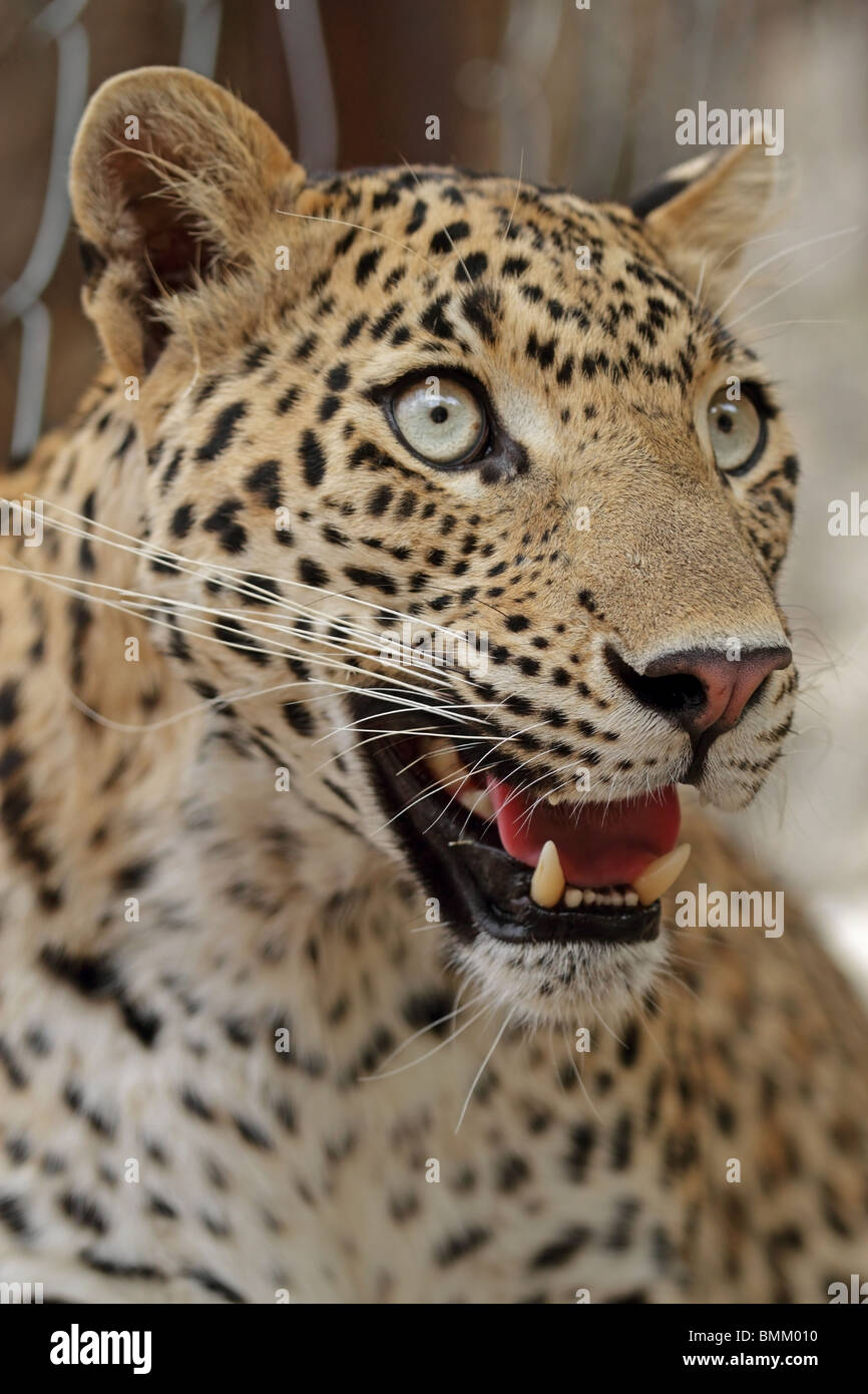 Leopard portrait photography hi-res stock photography and images - Alamy