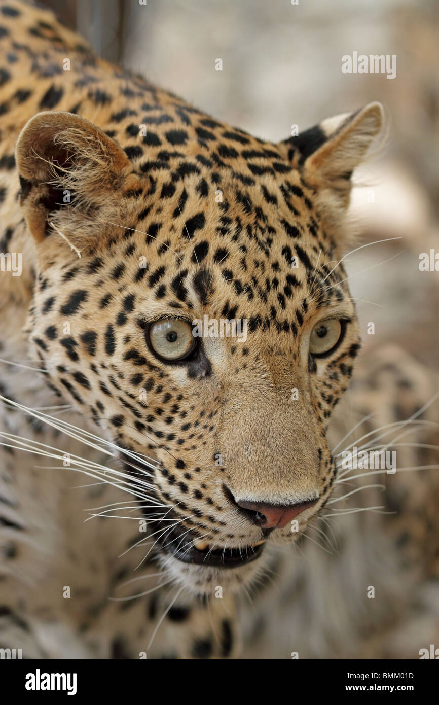 Leopard portrait india hi-res stock photography and images - Alamy