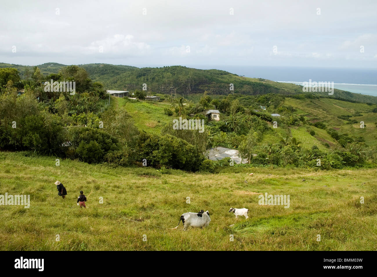 Mauritius, Rodrigues Island, Cows Stock Photo - Alamy