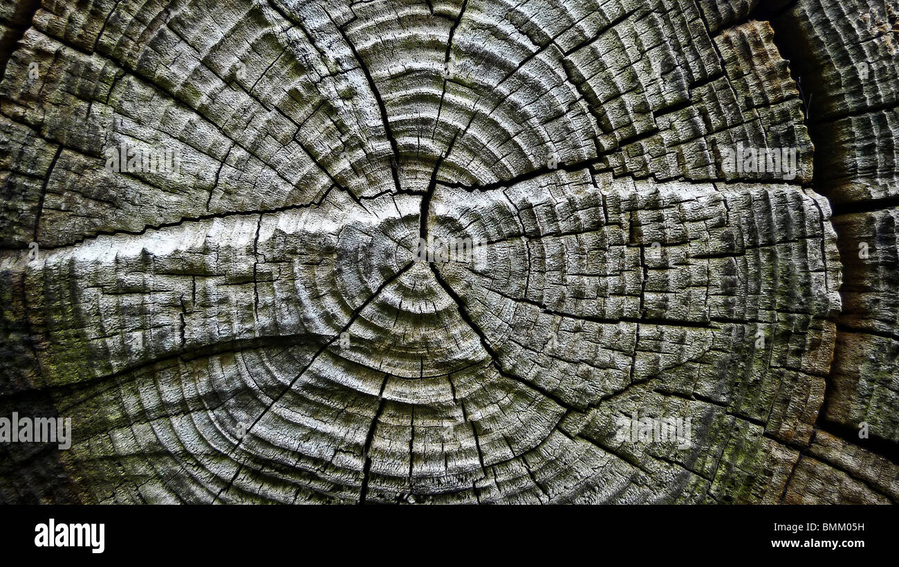 A cross section of a tree stump Stock Photo - Alamy
