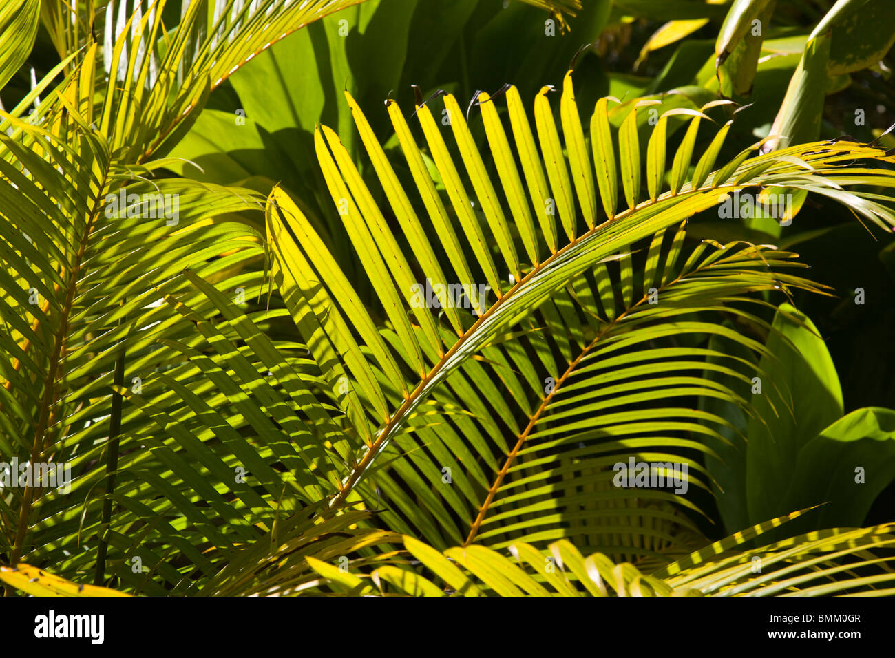 Mauritius, Central Mauritius, Moka, palm fronds Stock Photo - Alamy