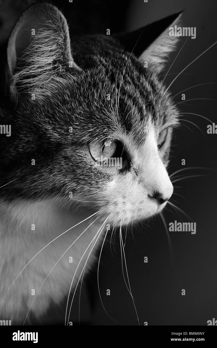 Intensely focused pet cat Stock Photo - Alamy