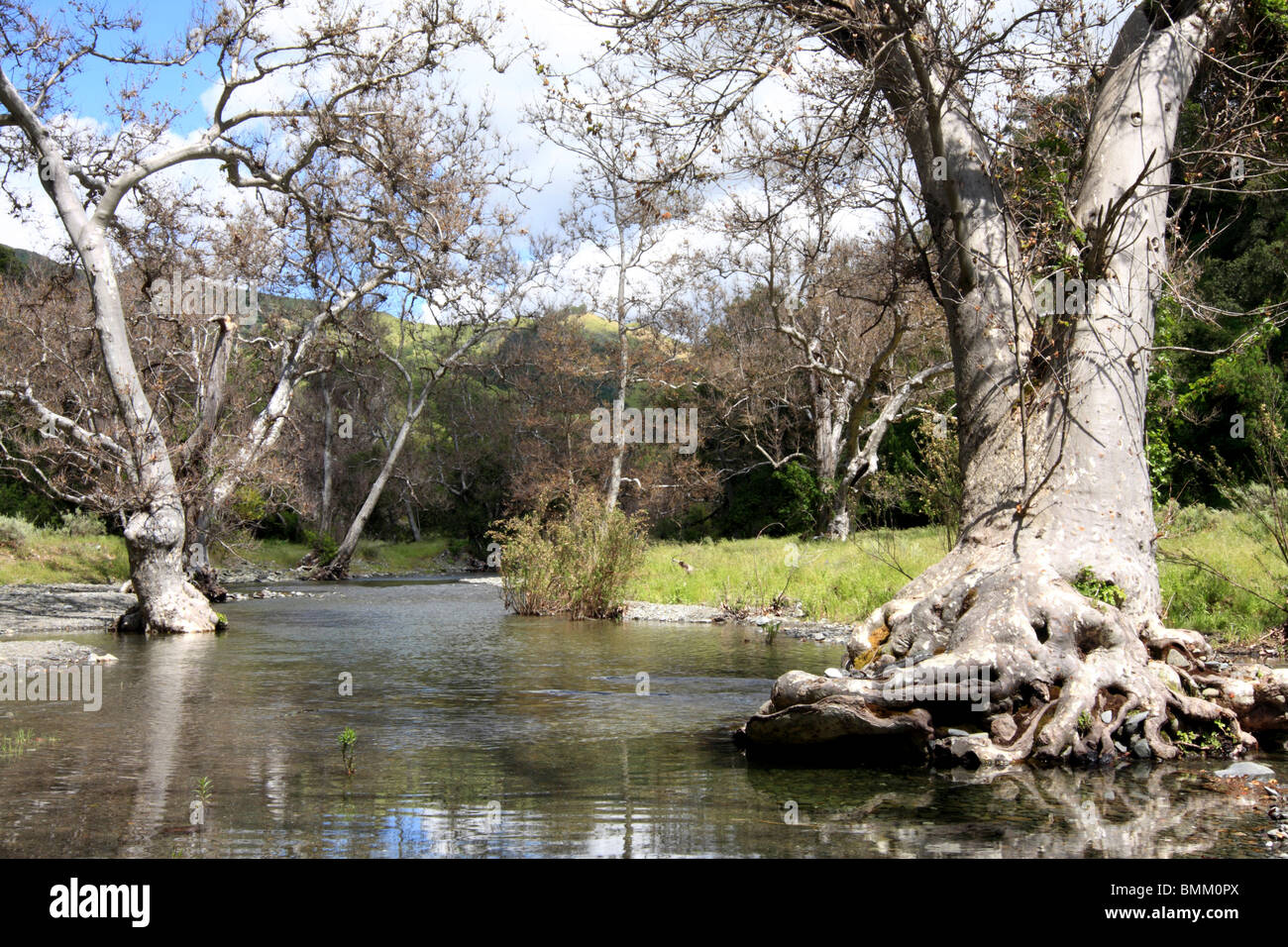 Sycamores line Alameda Creek as it flows through the Sunol Regional ...