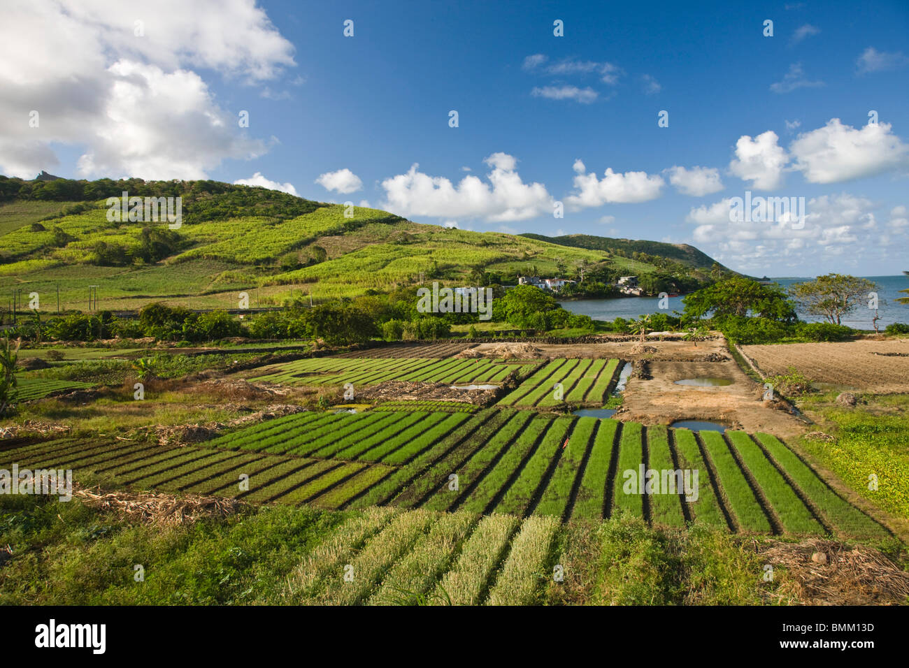 Mauritius, Southern Mauritius, Bambous Virieux, farm fields Stock Photo ...
