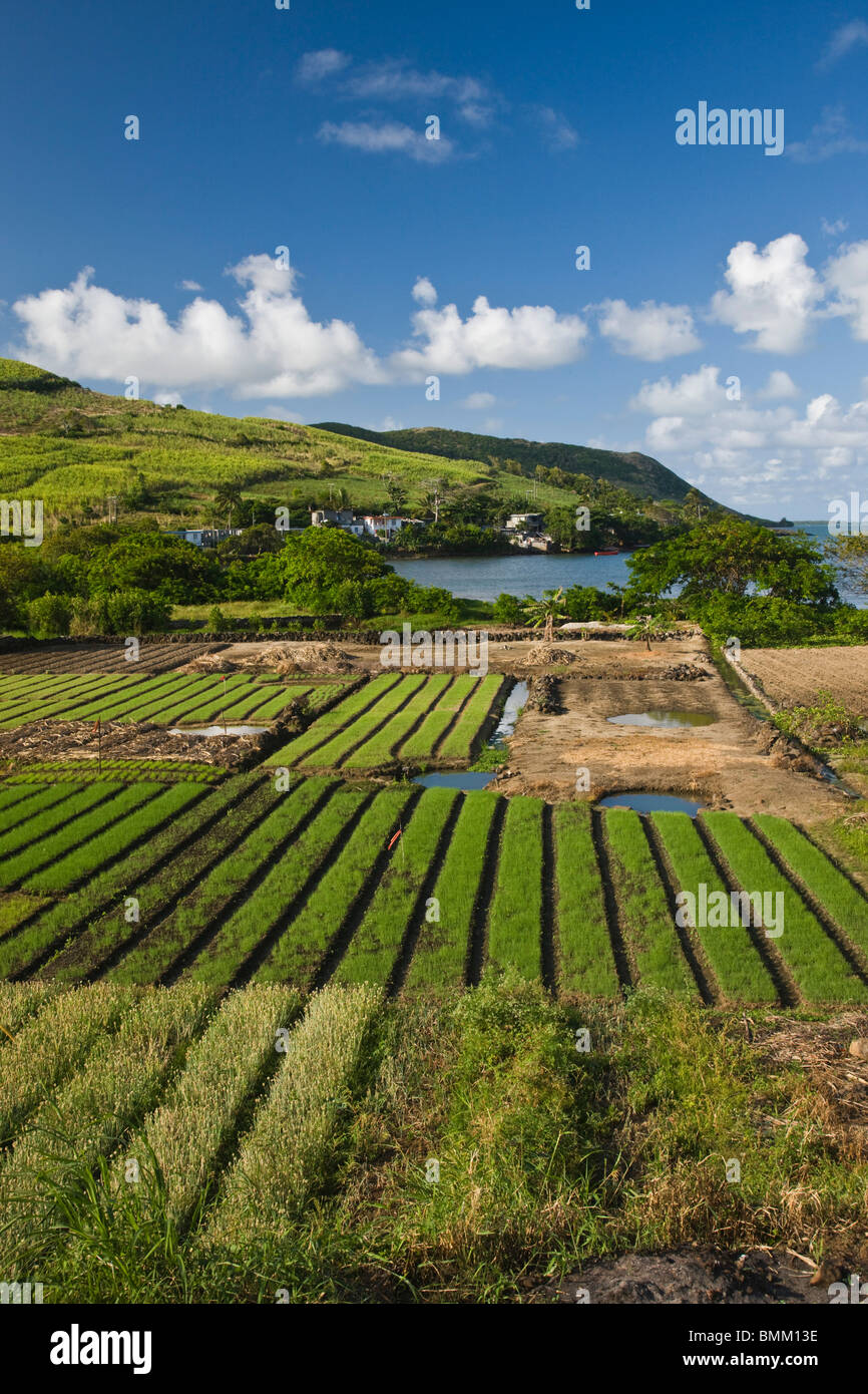 Mauritius, Southern Mauritius, Bambous Virieux, farm fields Stock Photo ...