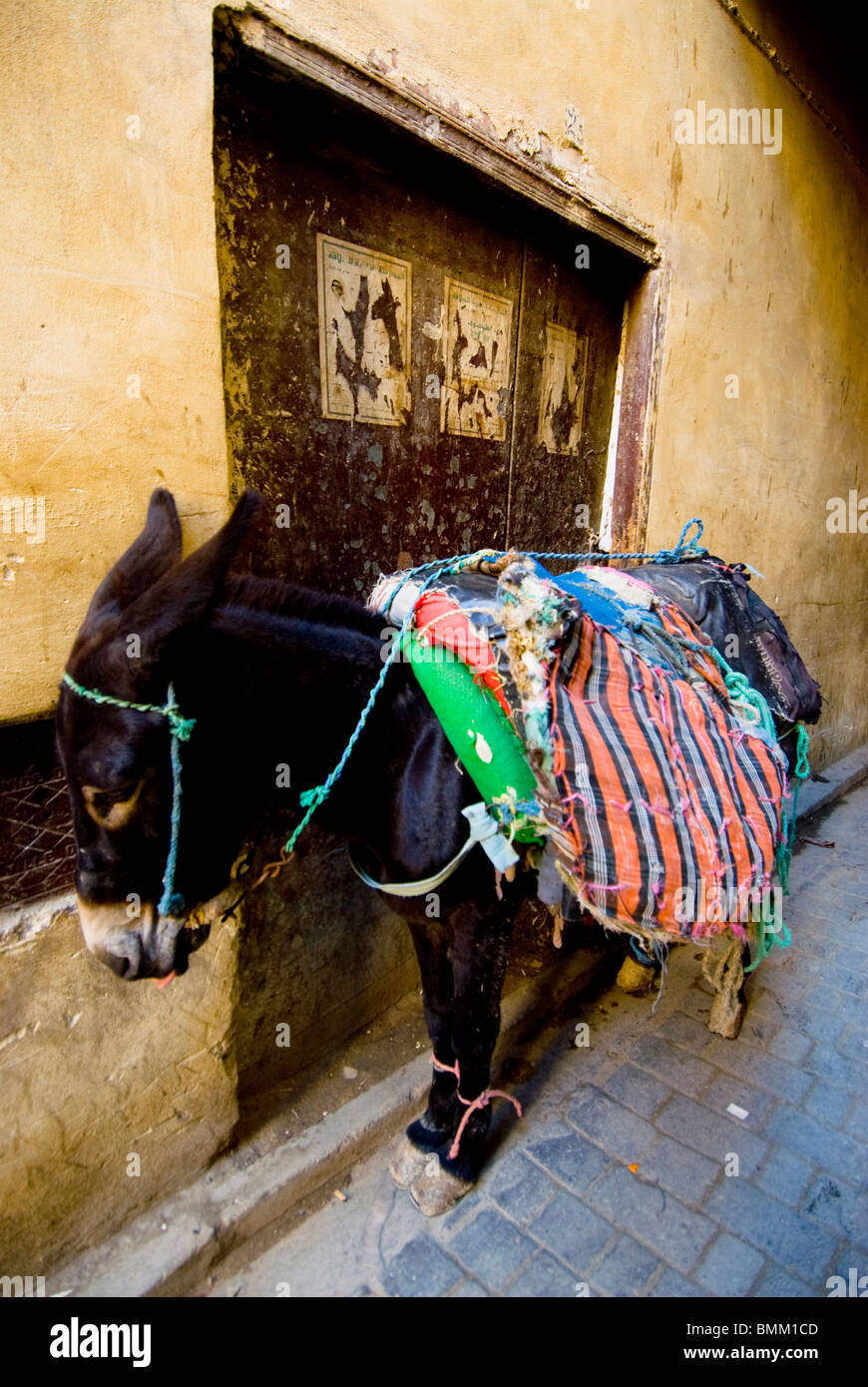 Fez Morocco a donkey carrying bags in the old medina Stock Photo - Alamy