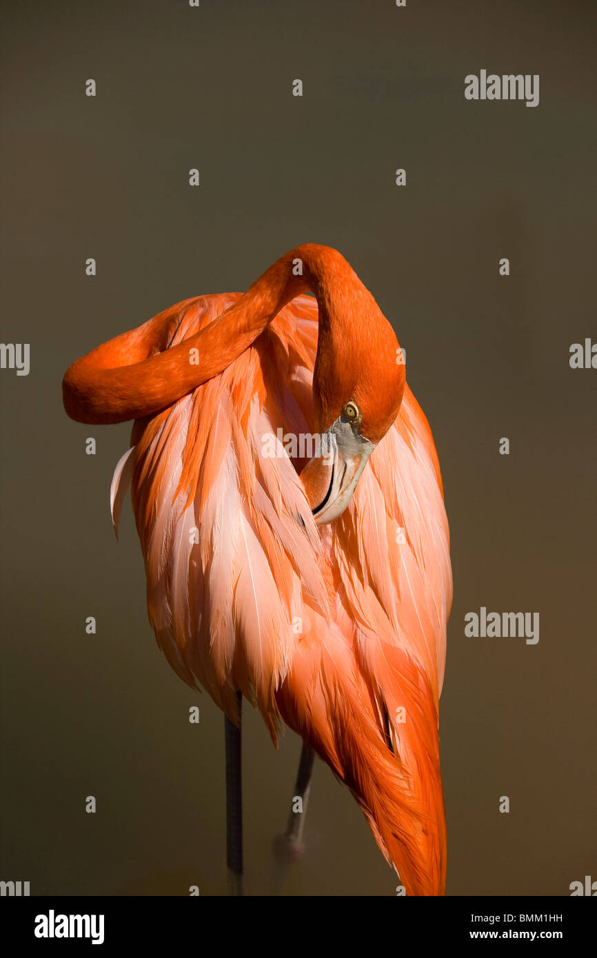 A beautiful portrait of an isolated Flamingo Stock Photo - Alamy