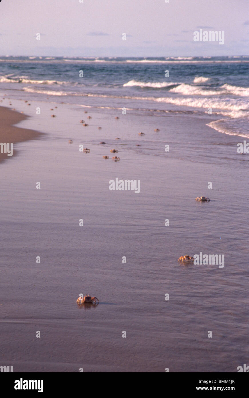 Bazaruto mozambique wildlife hi-res stock photography and images - Alamy