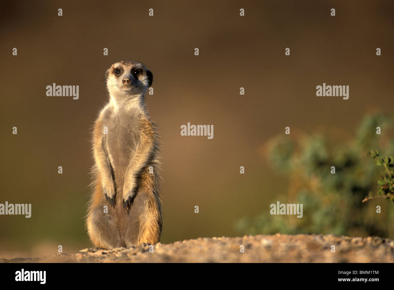 Africa, Namibia, Keetmanshoop, Meerkat (Suricate suricatta) stands as ...