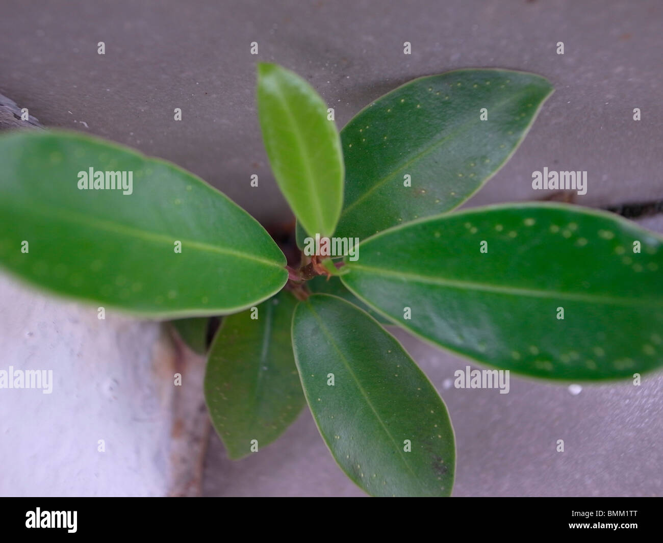 Young tree hi-res stock photography and images - Alamy