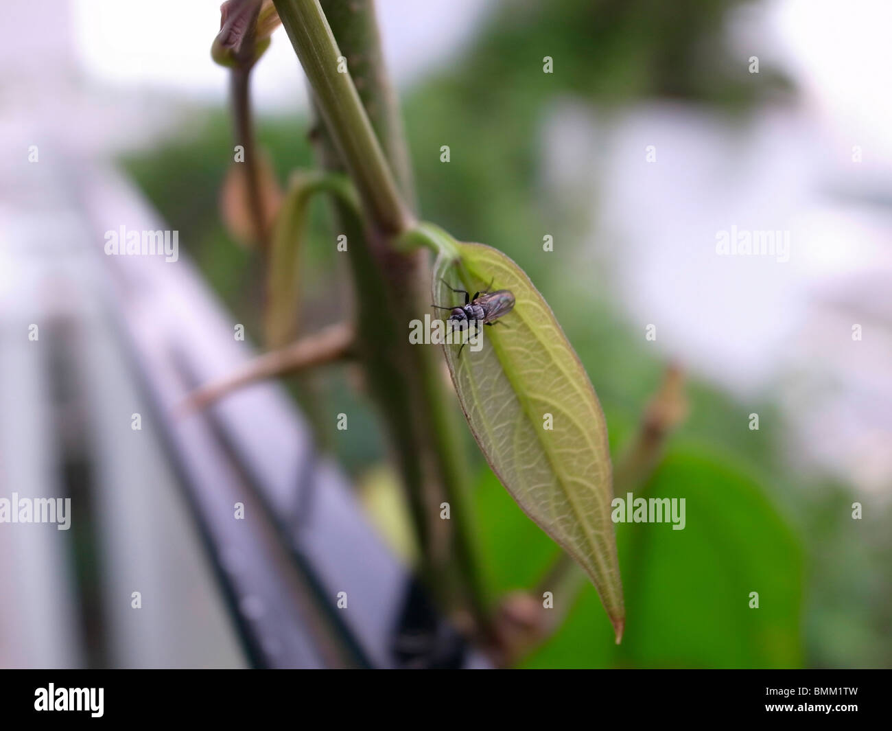 Little fly hi-res stock photography and images - Alamy