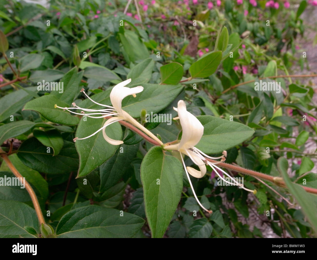Two honeysuckle hi-res stock photography and images - Alamy