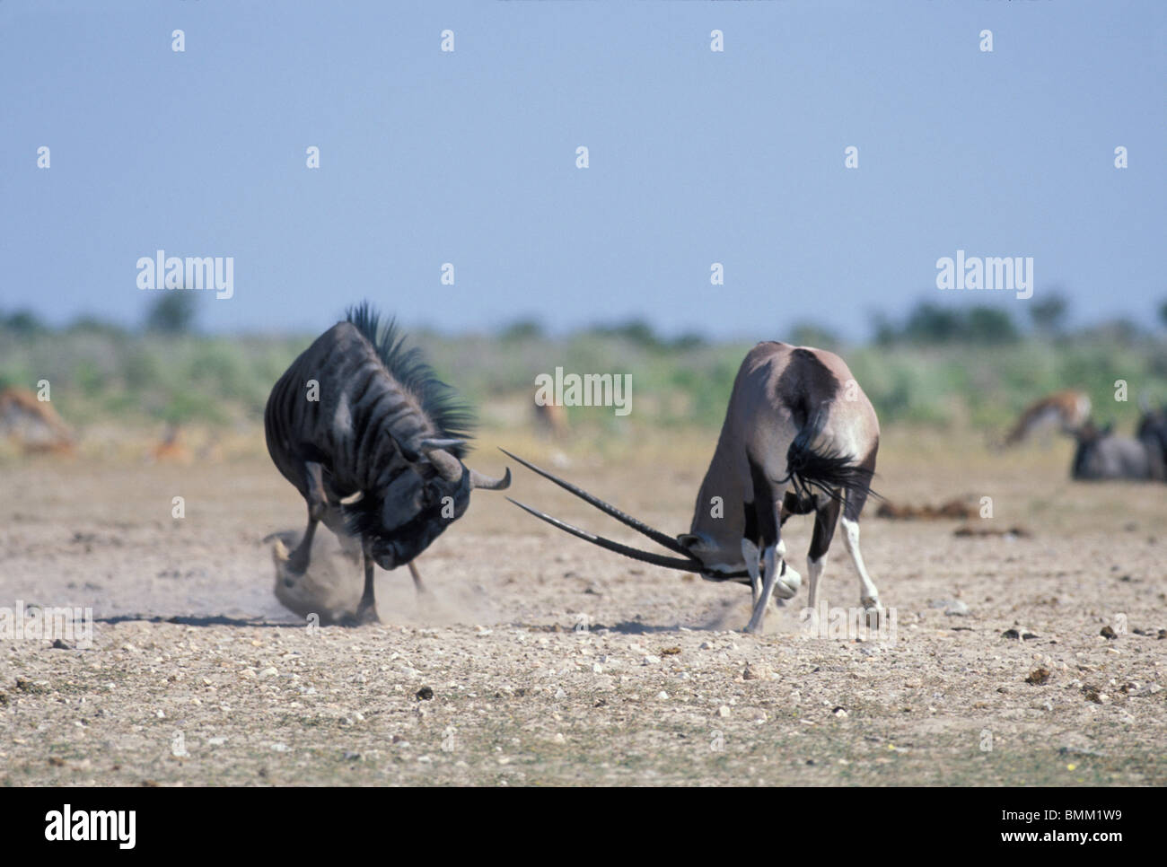 Antler fights fight hi-res stock photography and images - Alamy