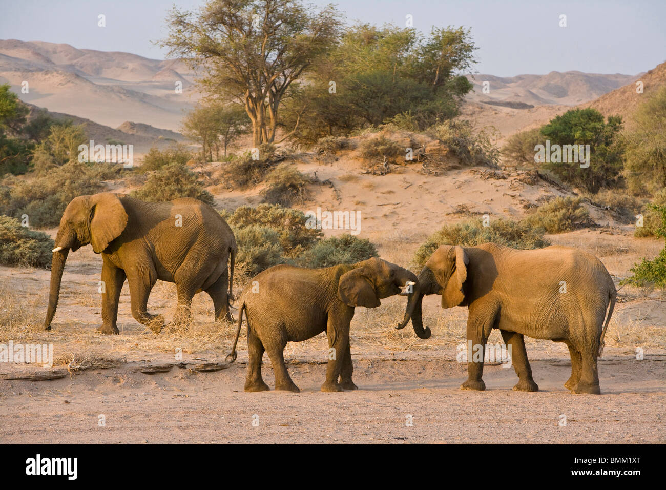 Desert Elephants in Damaraland, Namibia Stock Photo - Alamy