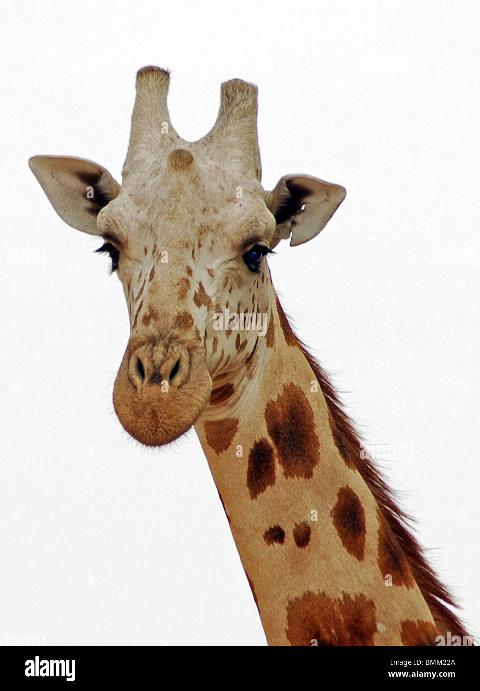 Niger, Koure, Giraffe in the west african savanna Stock Photo - Alamy