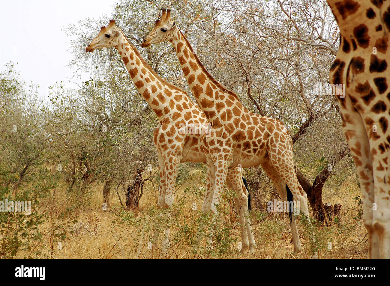 Niger, Koure, Giraffes in bushes in the west african savanna Stock ...