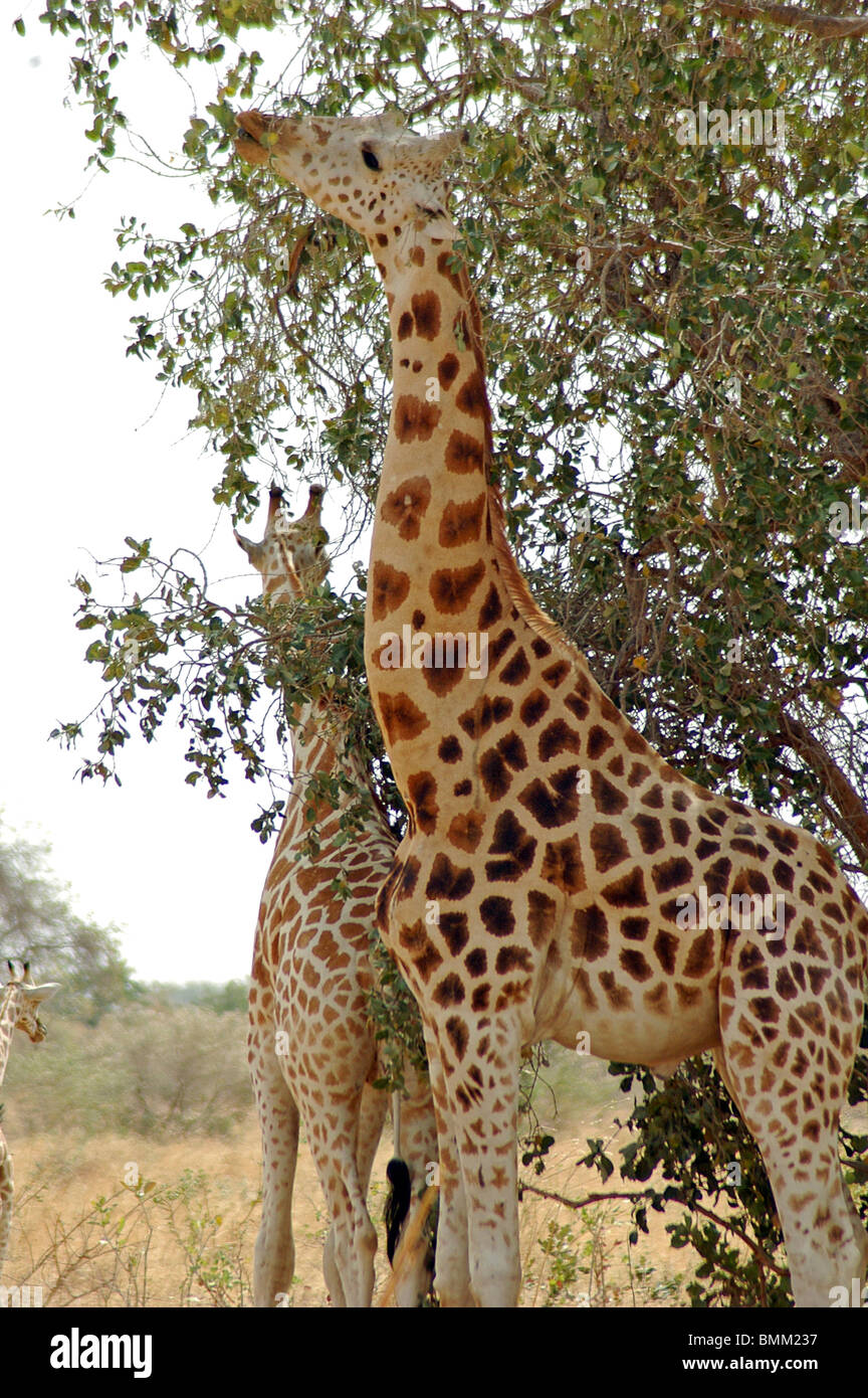 West African Giraffe Eating