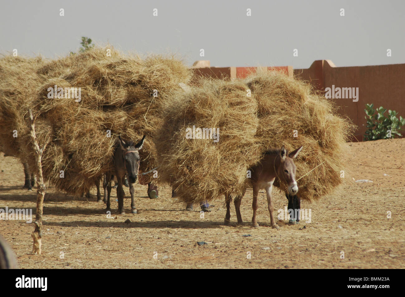 Donkey with trailer hi-res stock photography and images - Alamy