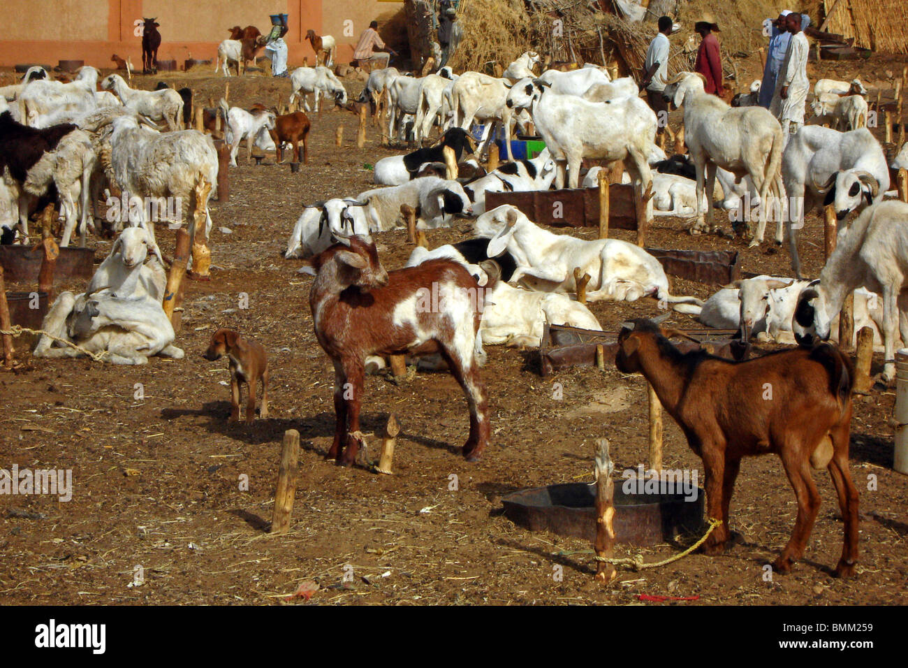 Niger, Niamey, Herd of goats at the cattle and camel market of Zinder ...