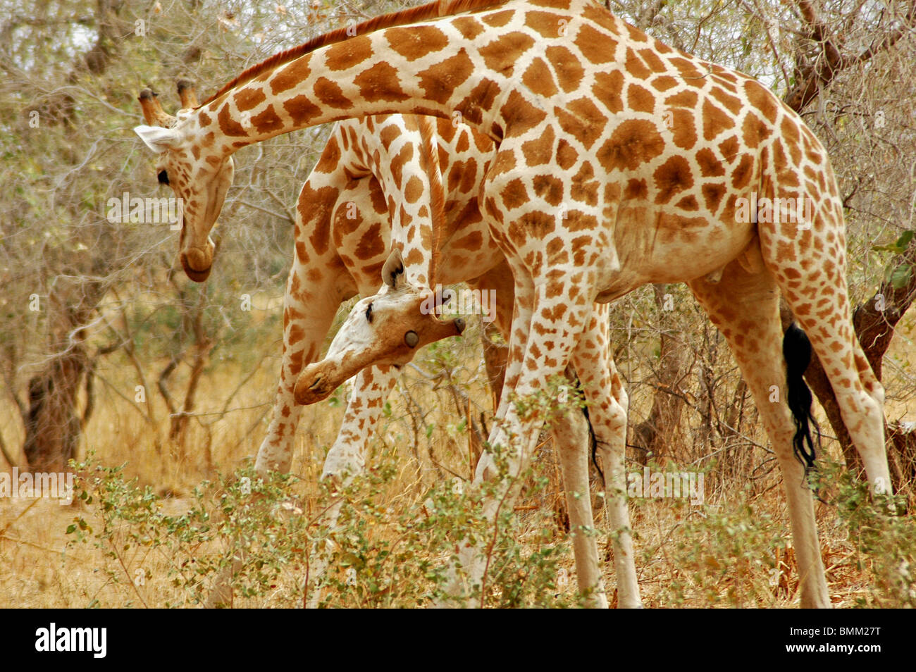 Niger, Koure, Giraffes fighting in the bushes in the west african ...