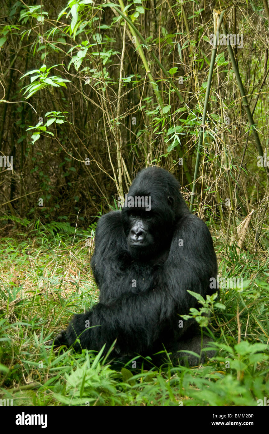 Hirwa gorilla hi-res stock photography and images - Alamy