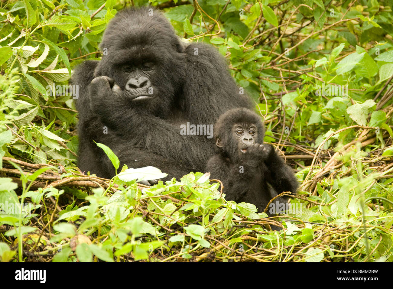 Hirwa gorilla hi-res stock photography and images - Alamy