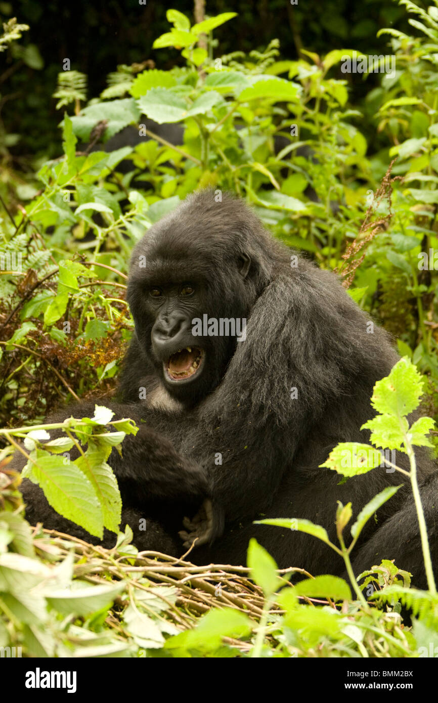 Hirwa gorilla hi-res stock photography and images - Alamy