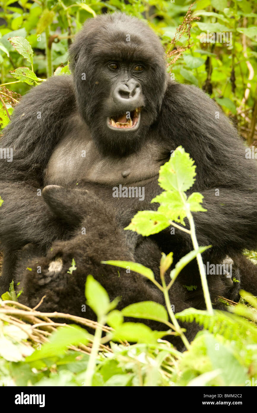 Hirwa group hi-res stock photography and images - Alamy