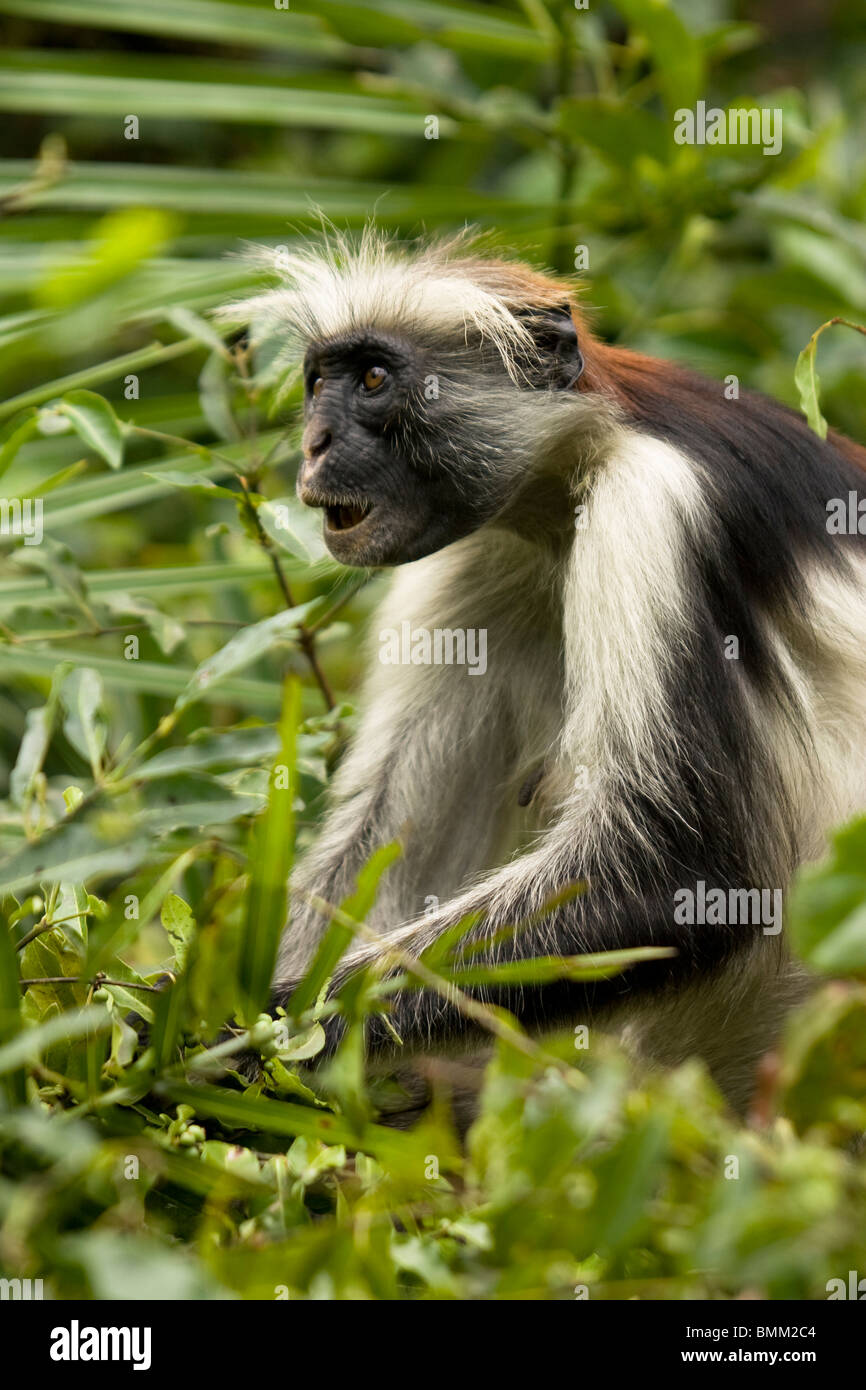 Colobus monkey rwanda hi-res stock photography and images - Alamy