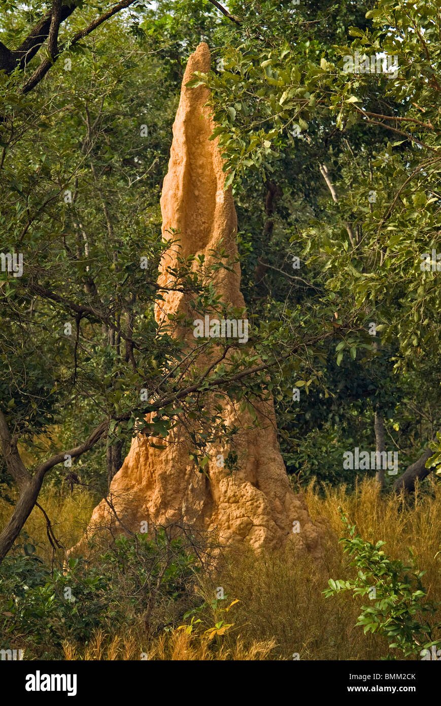 Africa, West Africa. Termite nest in the Western African forest Stock ...