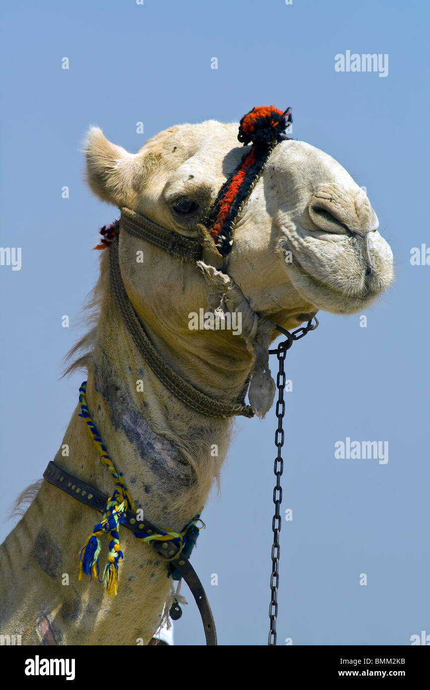 Camel neck hi-res stock photography and images - Alamy