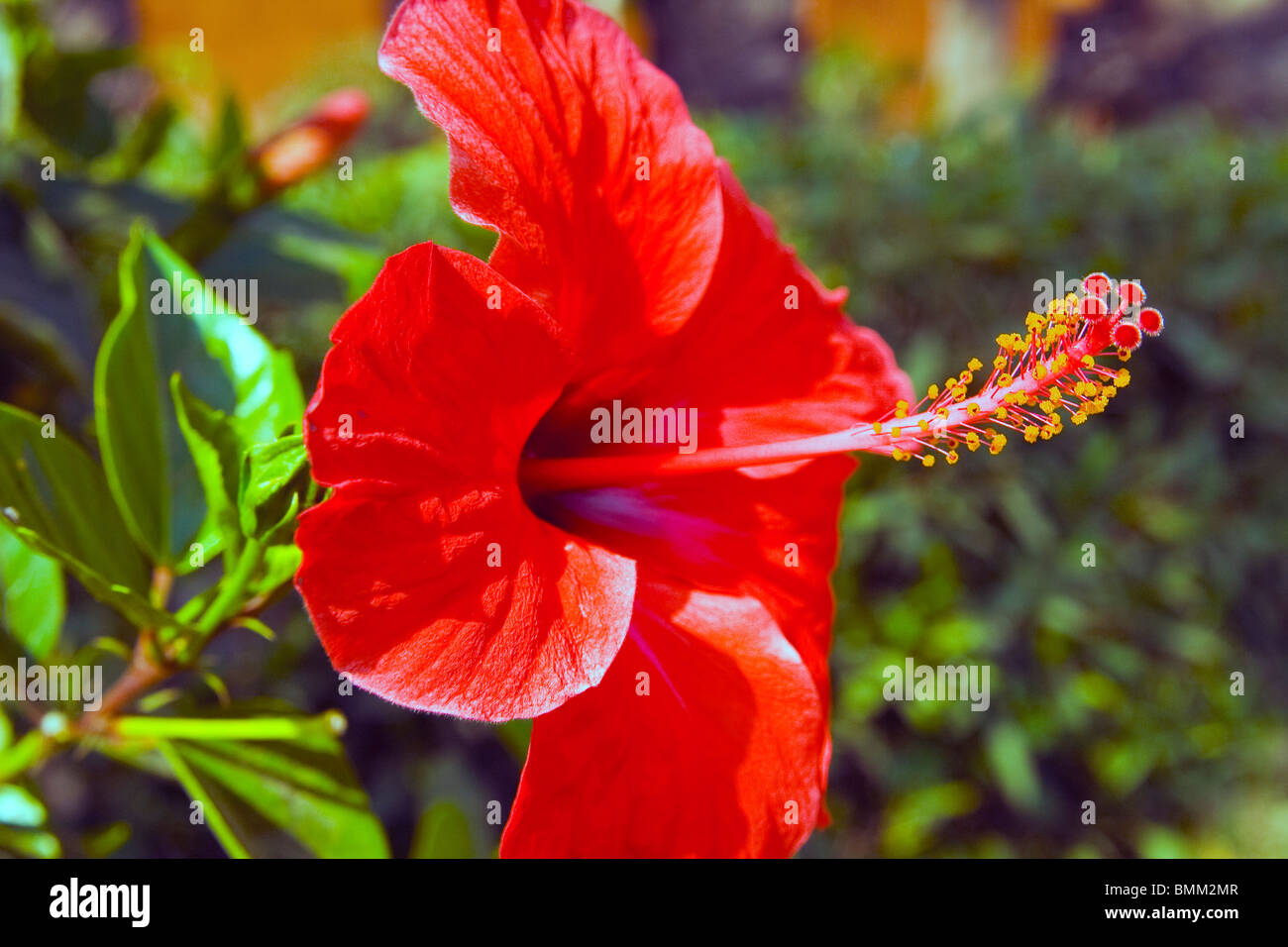 Hibiscus at Saaladin Citadel in Cairo, Egypt Stock Photo - Alamy