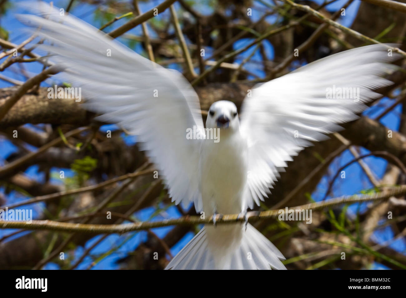 Fairy Turn birds in trees Stock Photo - Alamy