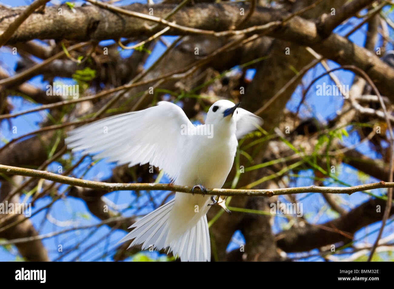Fairy Turn bird in trees Stock Photo - Alamy
