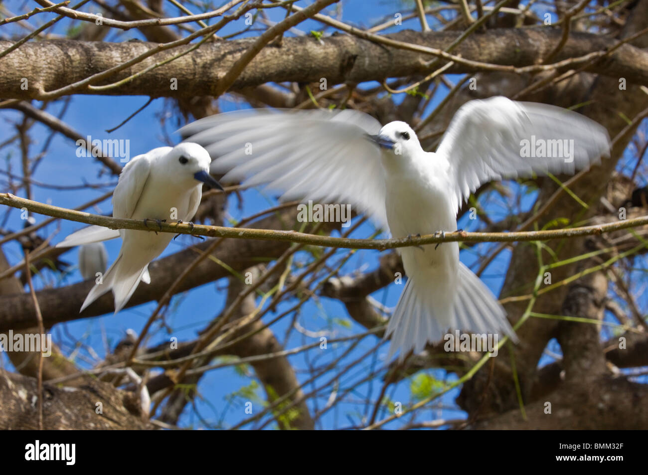 Fairy Turn birds in trees Stock Photo - Alamy