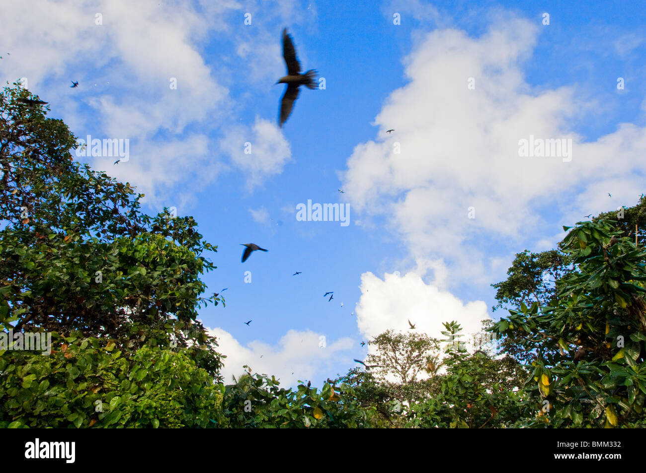 Birds on Fregate Island Stock Photo - Alamy