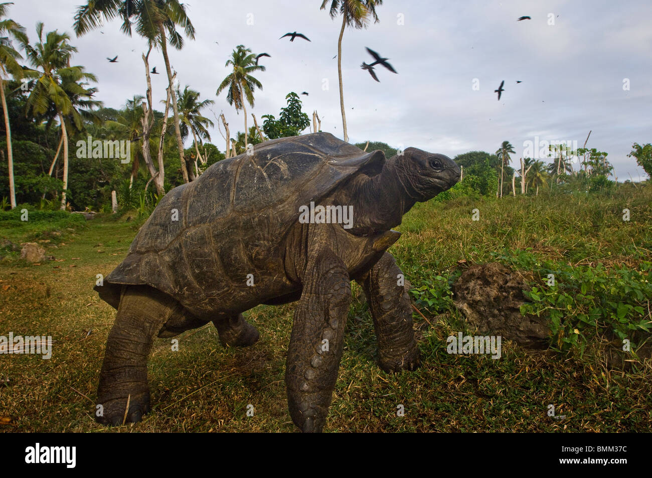 The flying tortoise hi-res stock photography and images - Alamy