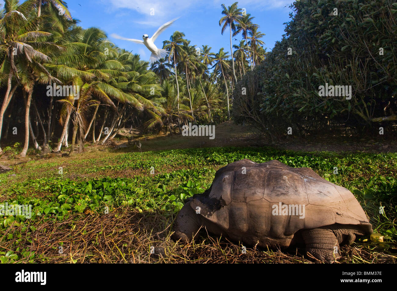 Giant Tortoise on Fregate Island Stock Photo - Alamy
